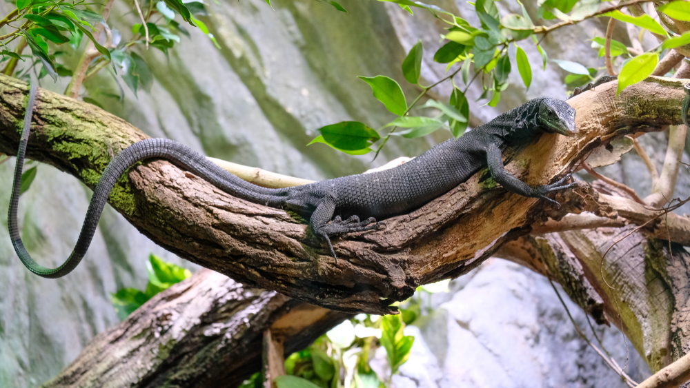 Northern alligator lizard | Oregon Zoo