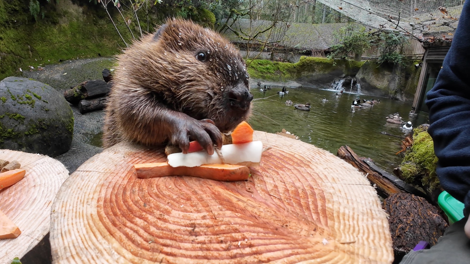 Stumptown Fil's furcast: 6 more weeks of winter | Oregon Zoo