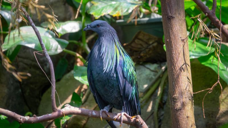 Nicobar pigeon | Oregon Zoo