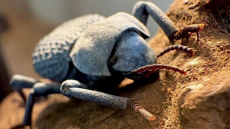 Blue death-feigning beetle | Oregon Zoo