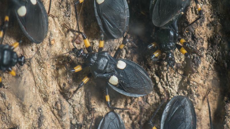 Two-spotted assassin bug | Oregon Zoo