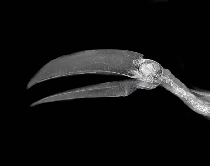 Routine zoo checkups yield spooky X-ray images | Oregon Zoo