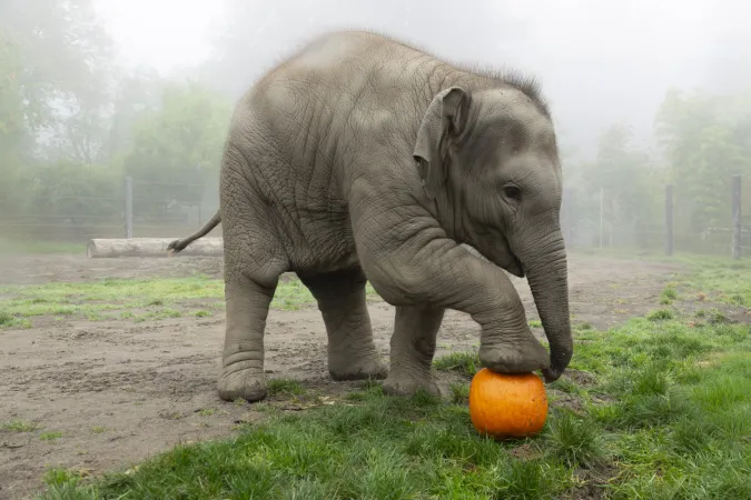 Tula-Tu's First Year | Oregon Zoo