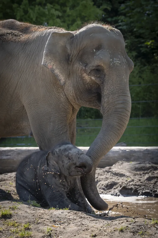 Tula-Tu's First Year | Oregon Zoo